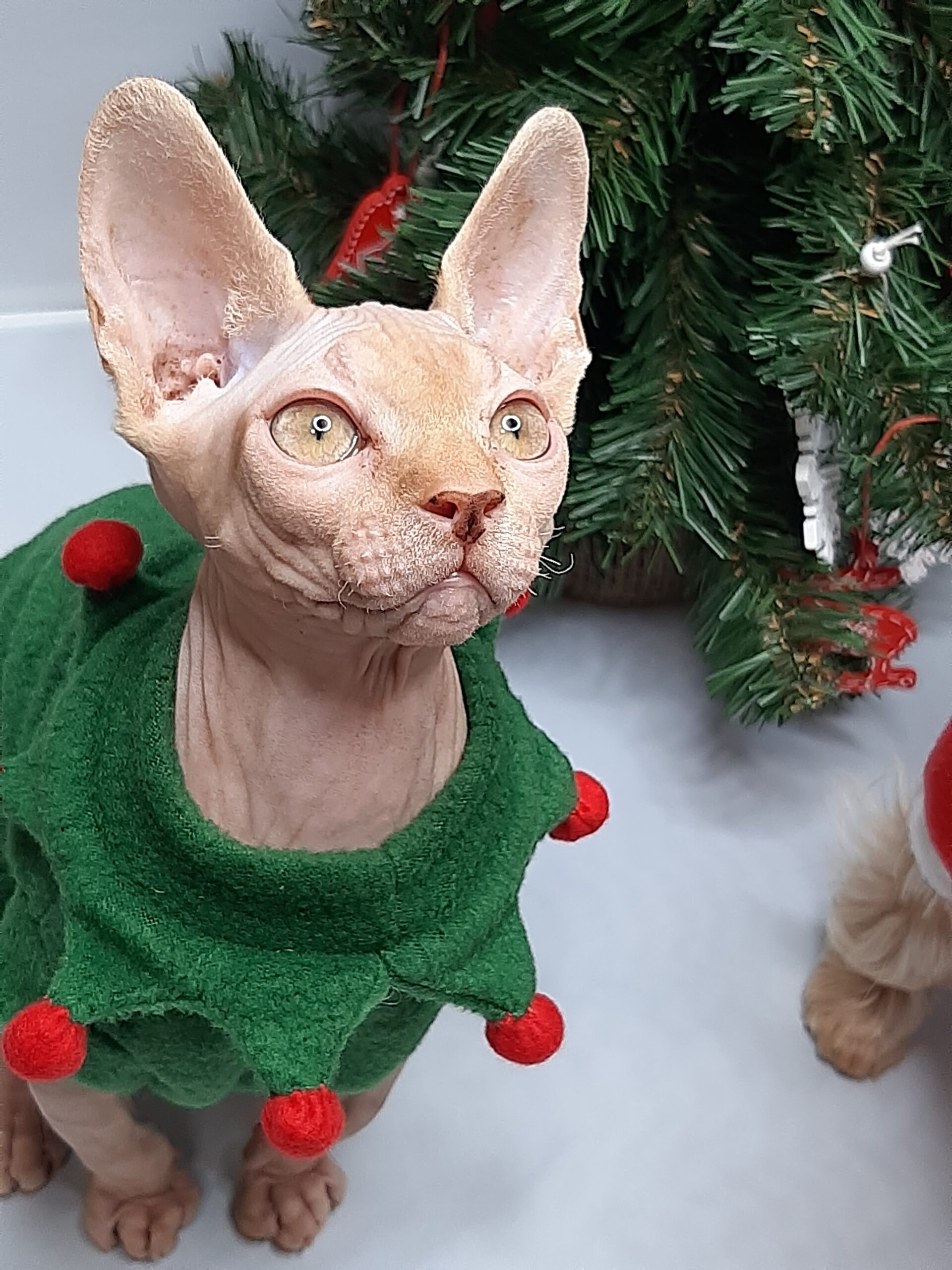 About me & my cat Sonya - Vlad and Sphynx Cat Sonya